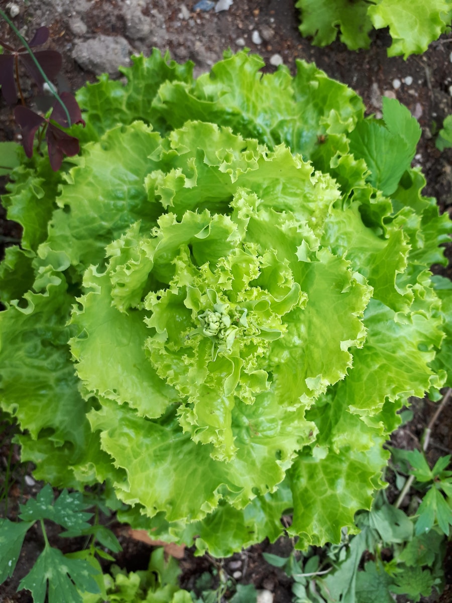 Romaine Lettuce E Coli Outbreak: What You Need To Know